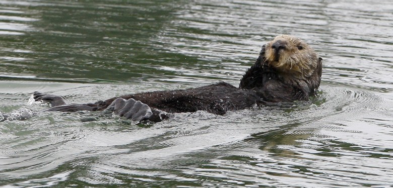 Moss Landing Beach protects sea otters & their spectators - Traffic Logix
